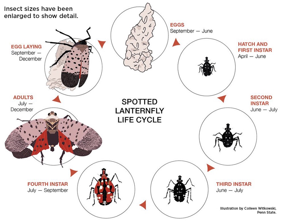 Spotted Lantern Fly Homeowners Guide - Borough of Fanwood